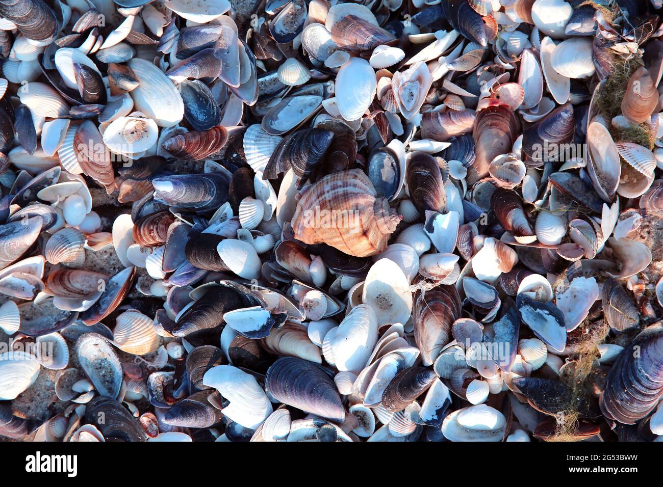 Seashell on the beach natural background Stock Photo - Alamy