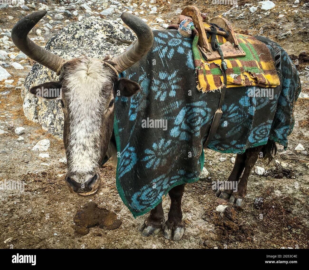 A yak with a blanket and saddle in the Khumbu valley in Nepal Stock ...