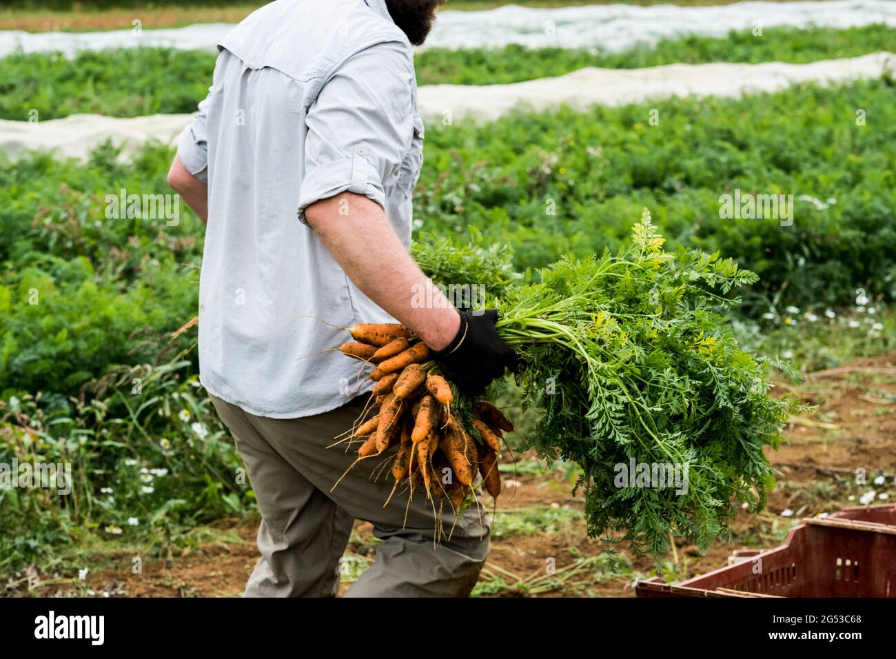 Farmer standing in a field, holding freshly picked carrots Stock Photo ...