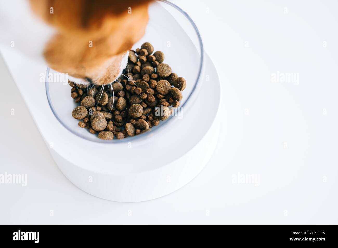 basenji dog eating feed from bowl isolated on white background Stock ...
