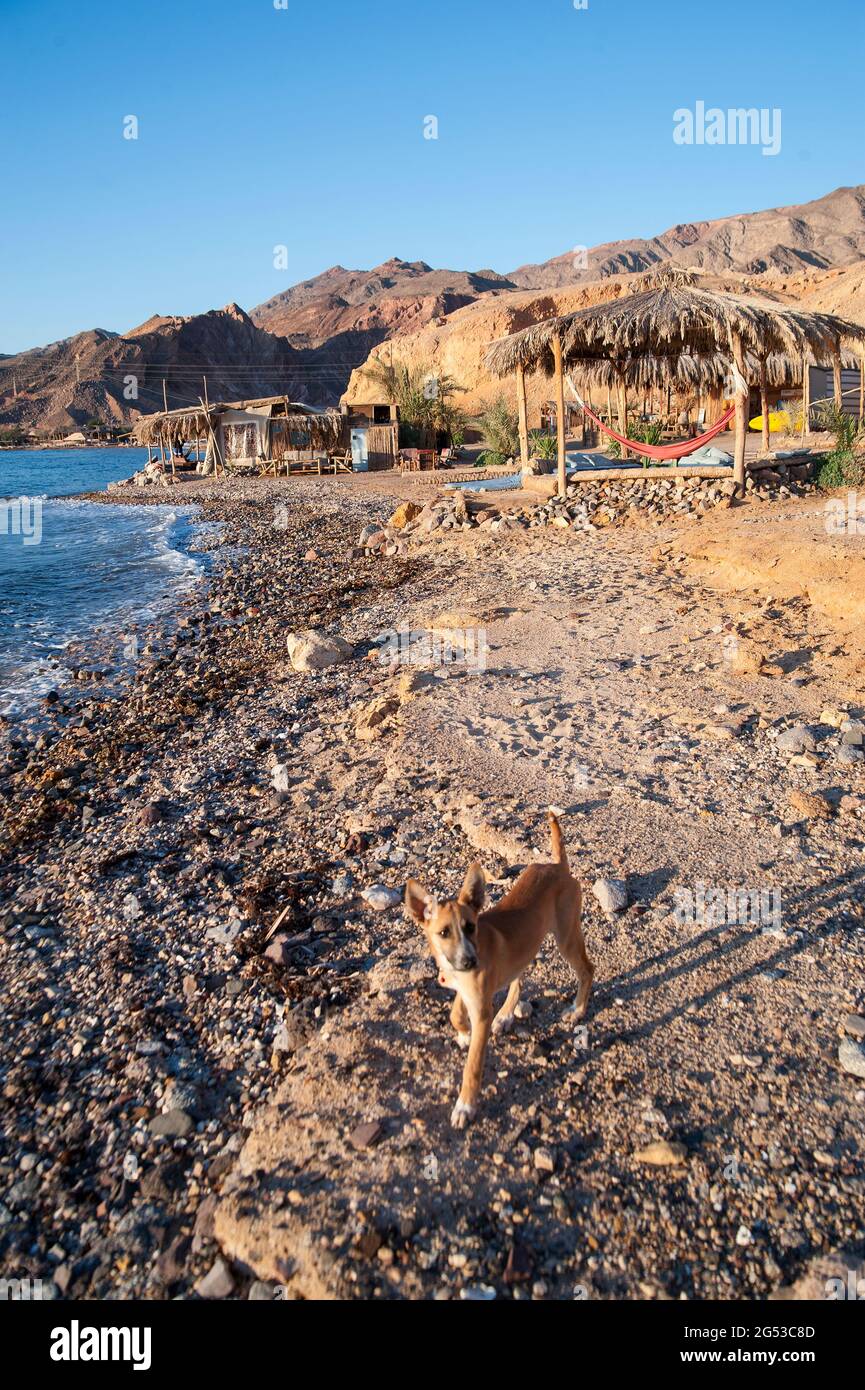 EGYPT, SINAI: RockSea is an eco seaside resort north of Nuweiba for ...