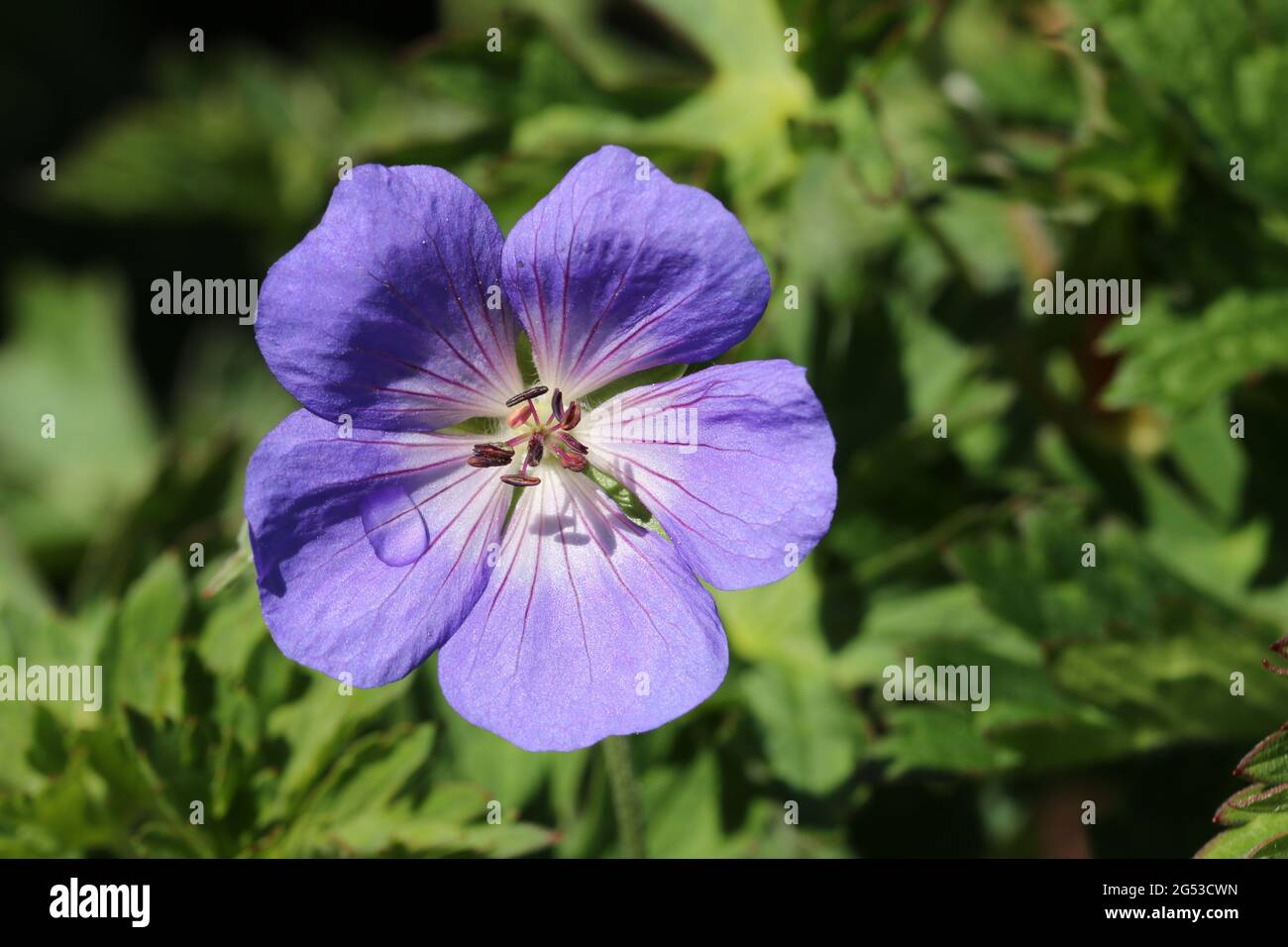 Single purple geranium variety Rozanne flower with a white centre and a ...