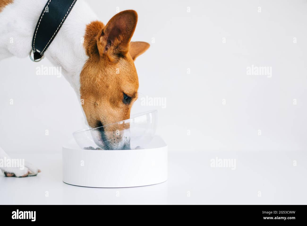Red white basenji dog eating feed isolated on white background with ...