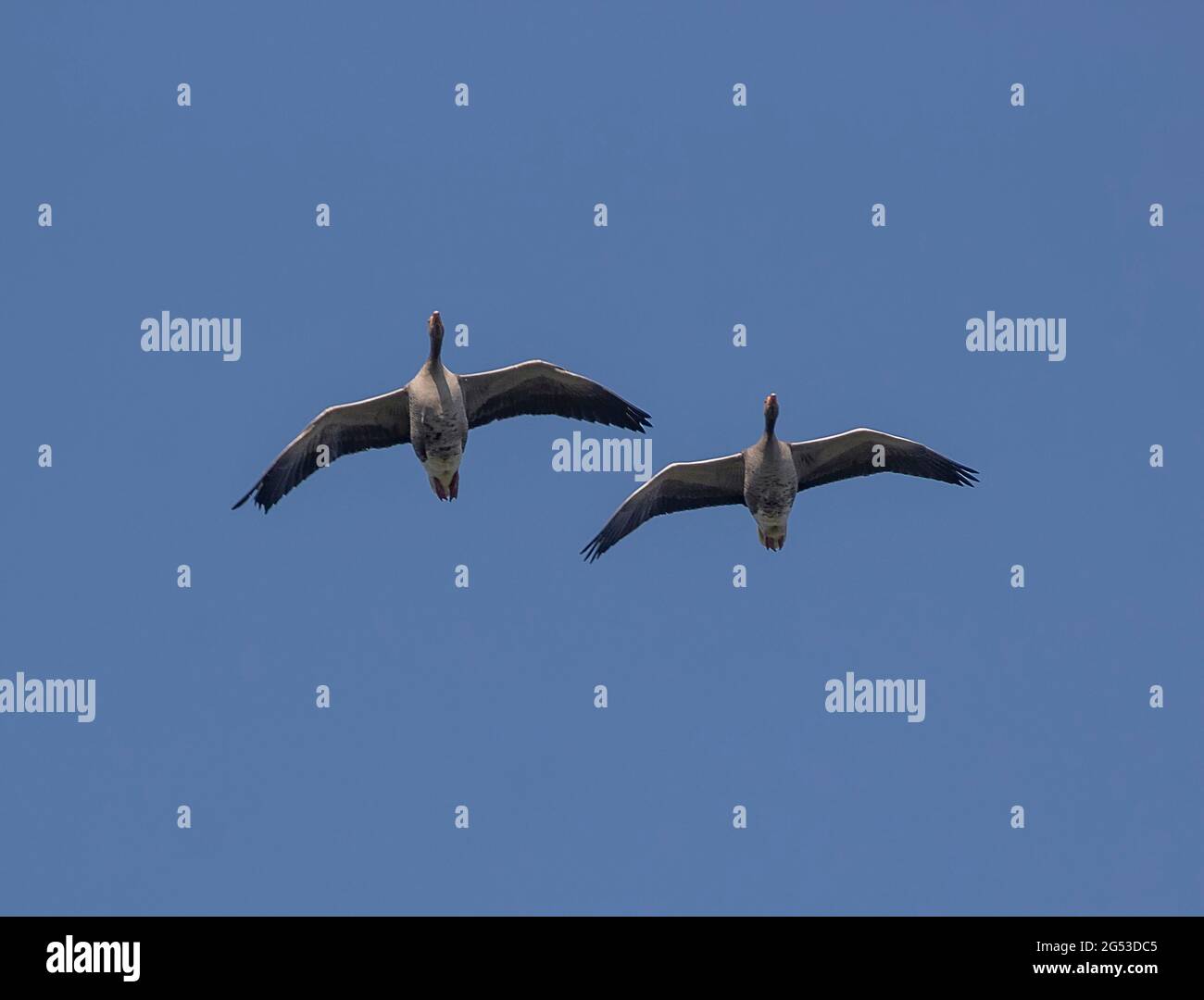 A pair of Greylag Geese - Anser anser - flying directly overhead in the ...
