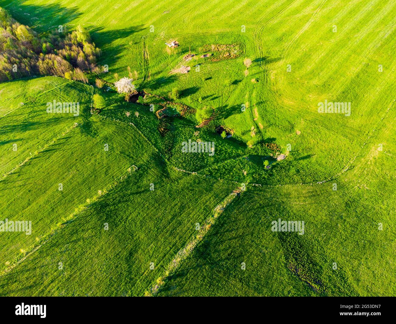 Lush green meadow with rows of trees Stock Photo - Alamy