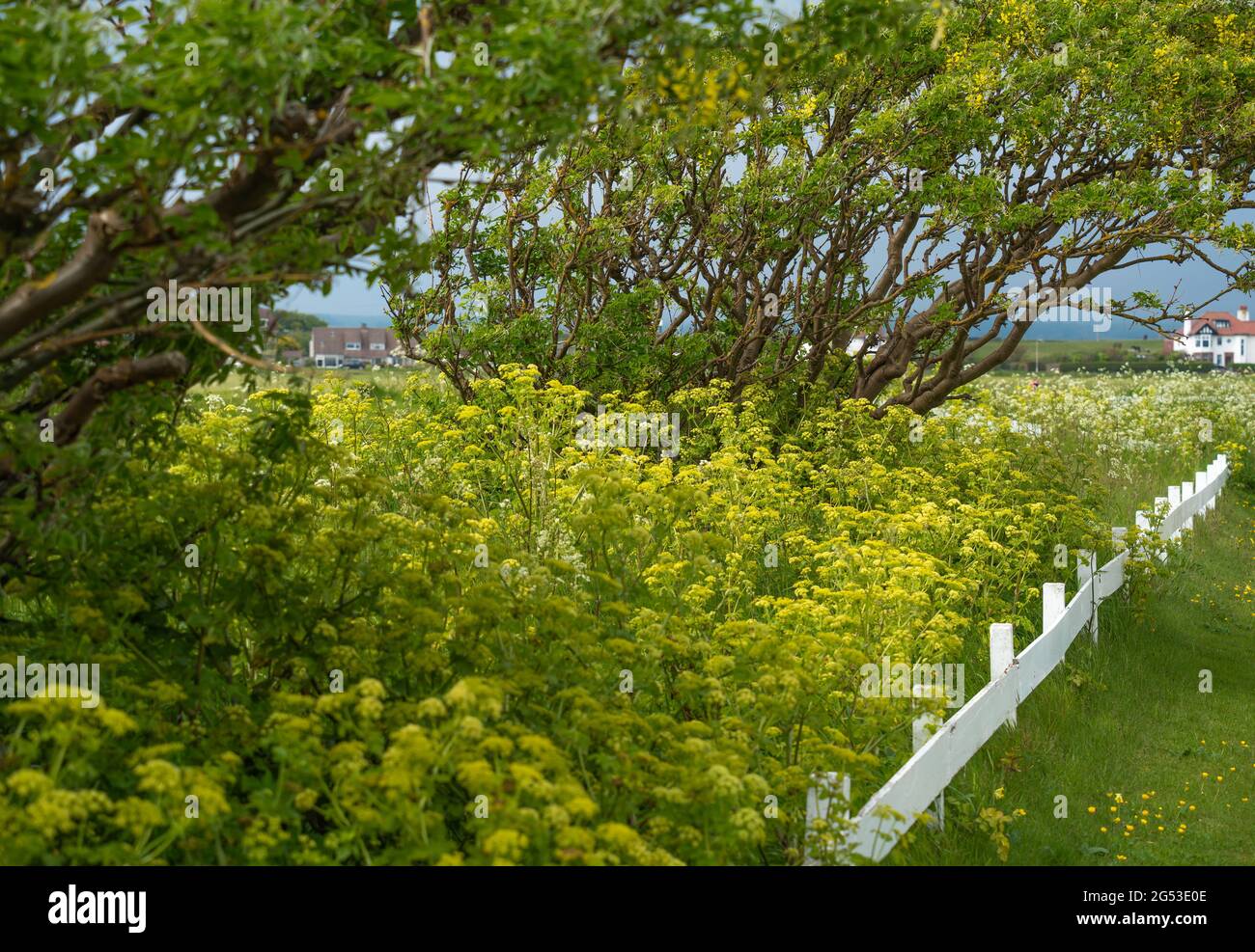 Wind swept tree line hi-res stock photography and images - Alamy