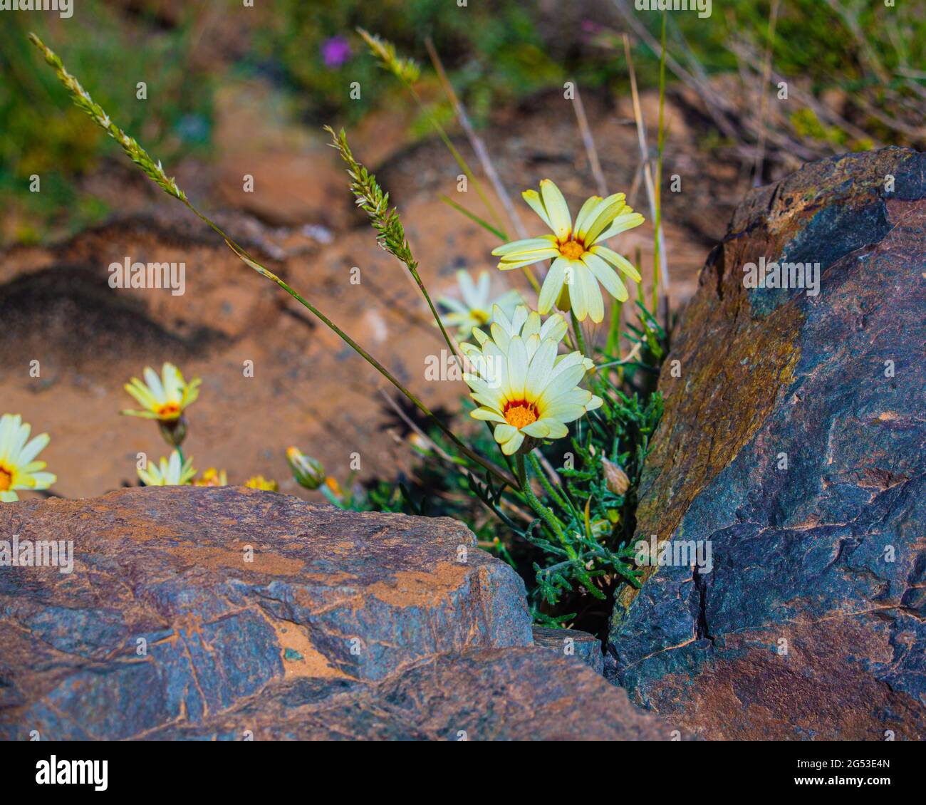 Beautiful natural flowers and some rocks Stock Photo - Alamy