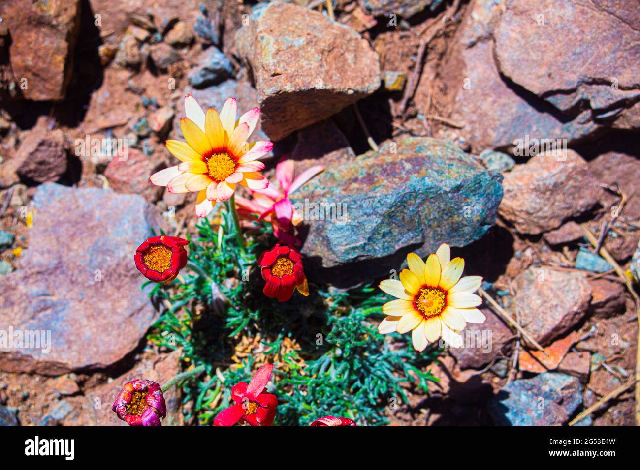 Beautiful natural flowers and some rocks Stock Photo - Alamy