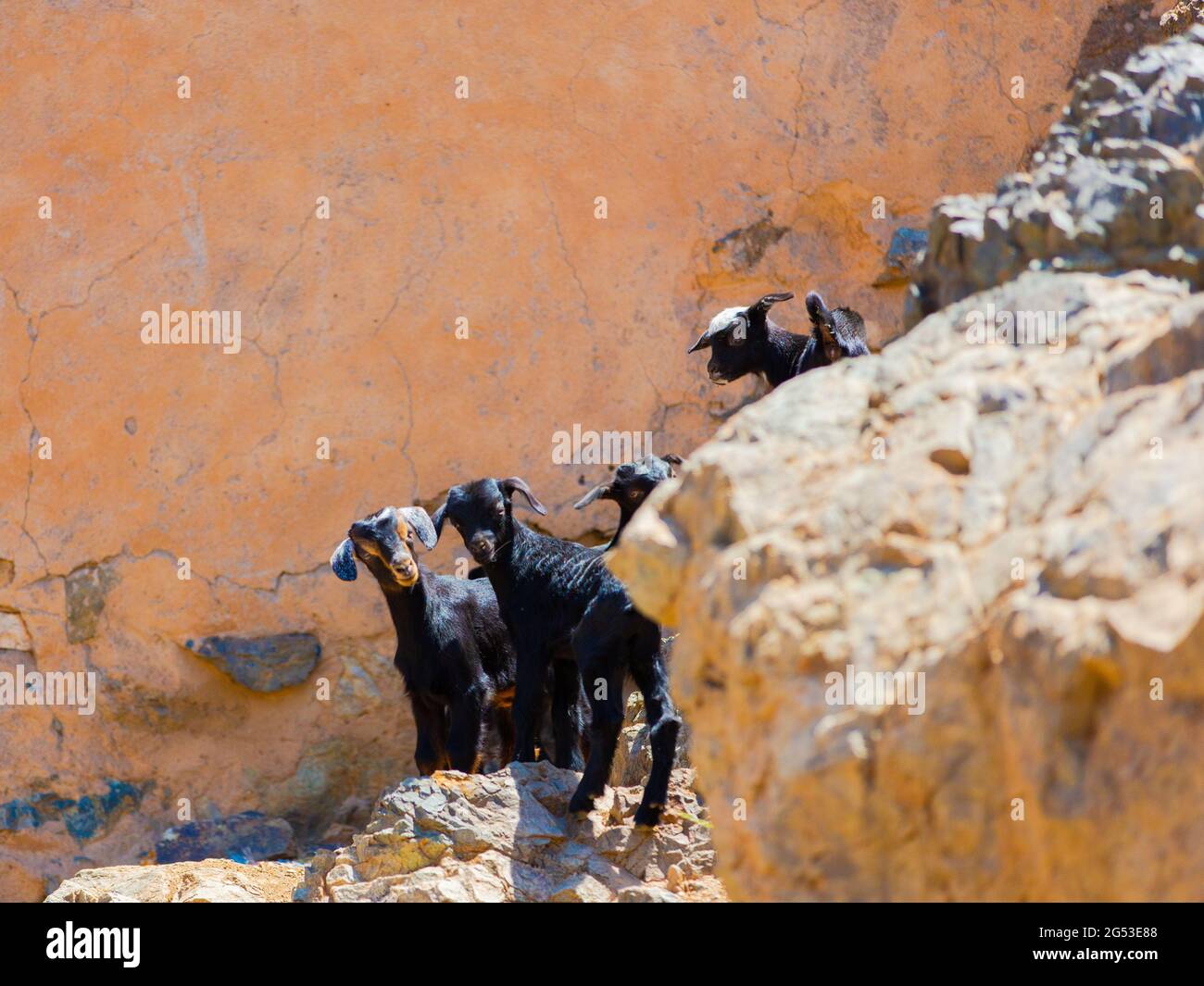 Goat vector hi-res stock photography and images - Alamy