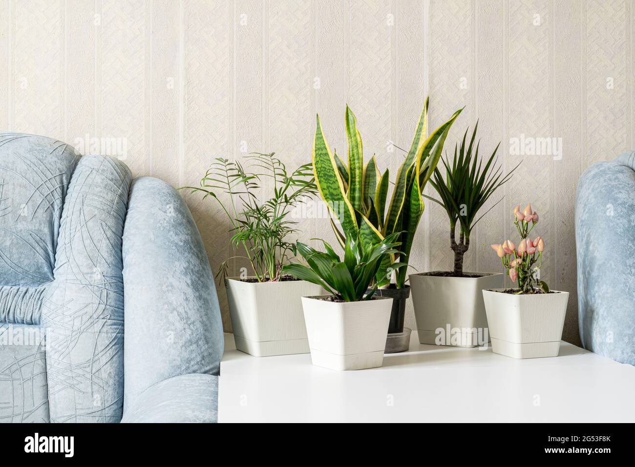 scandinavian style home growing green plants garden on the shelf ...