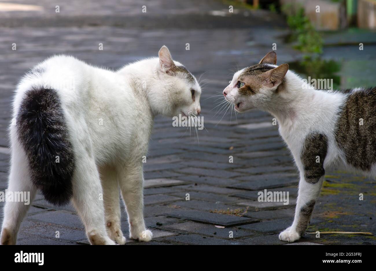 Two cats in conflict, ready for fighting, in shallow focus Stock Photo ...
