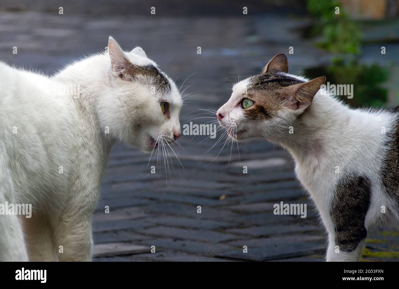 Mammal conflict hi-res stock photography and images - Alamy