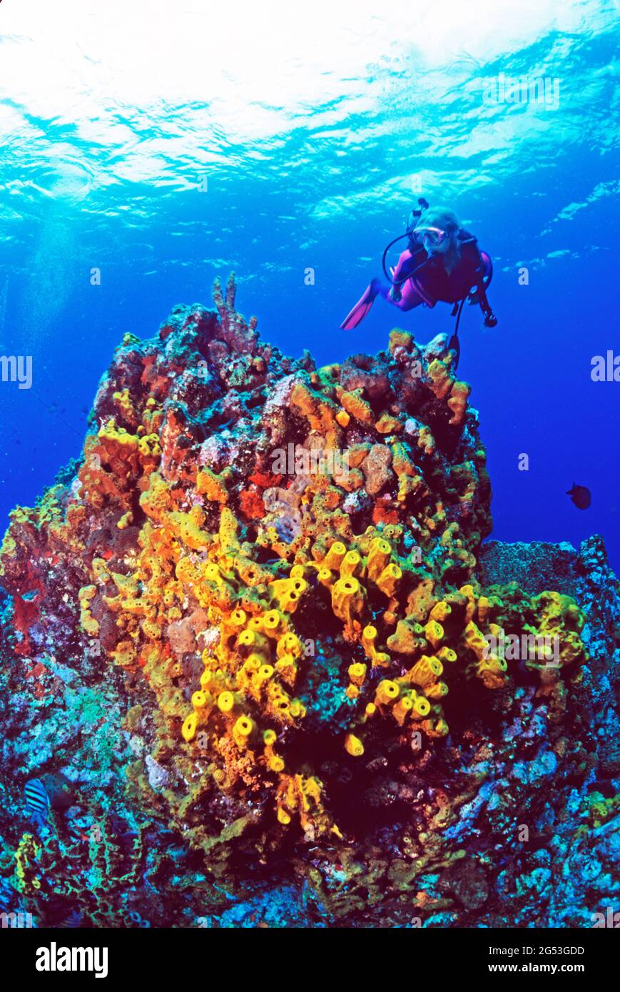 Female scuba diver over healthy coral reef, Man O'War Shoal, Saba Stock ...