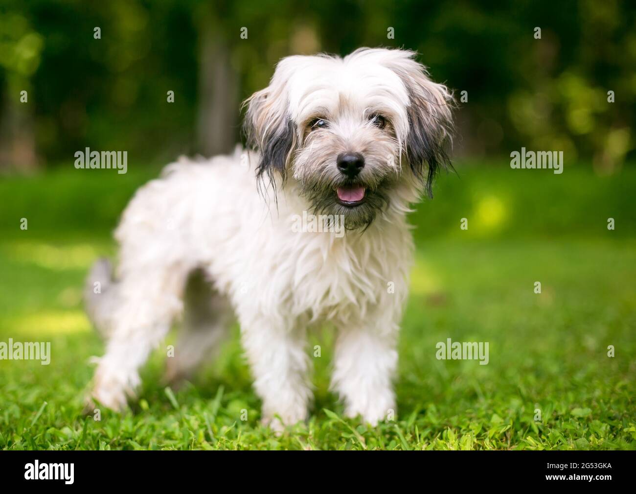 Happy scruffy dog hi-res stock photography and images - Alamy