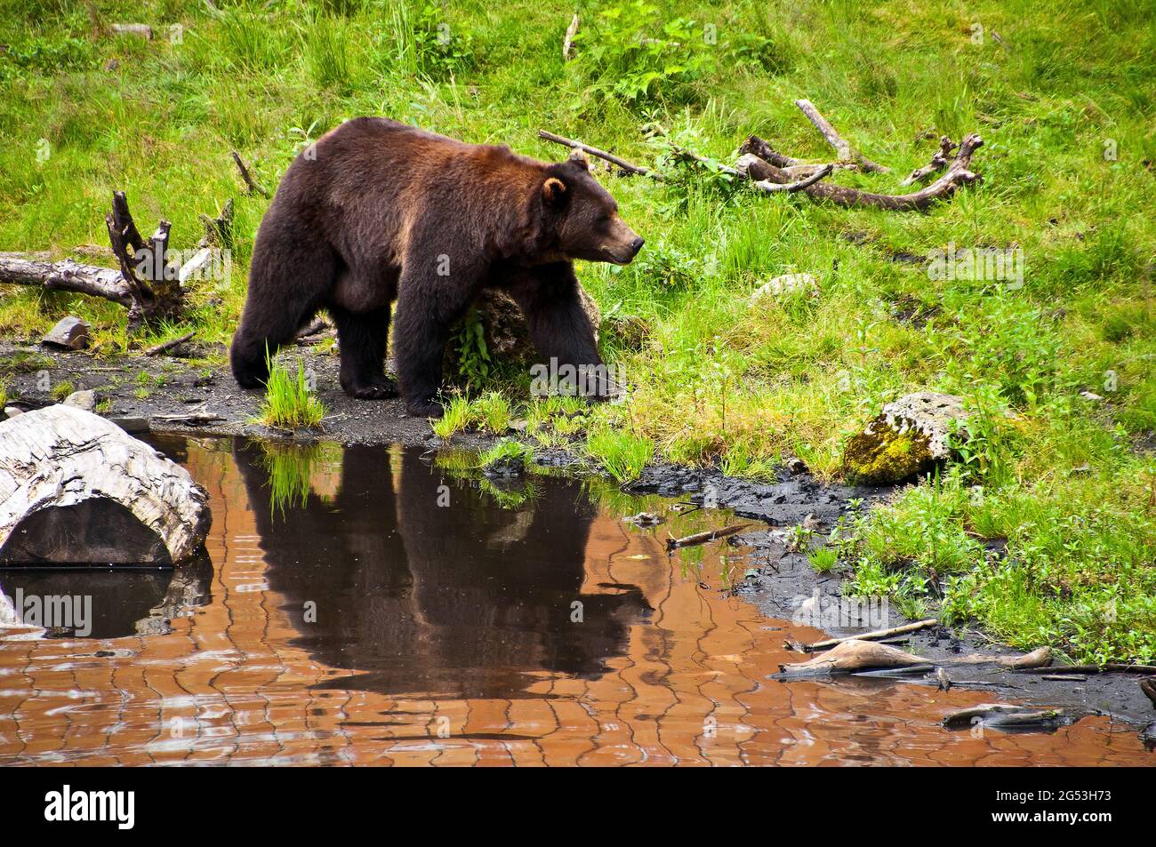 Brown bear (grizzly), animal sanctuary, Sitka, Alaska Stock Photo - Alamy
