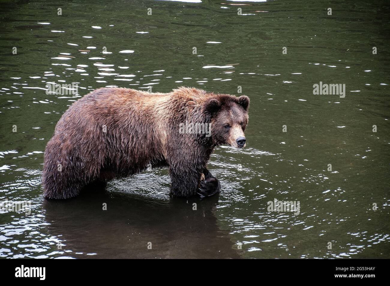 Brown bear (grizzly), animal sanctuary, Sitka, Alaska Stock Photo - Alamy