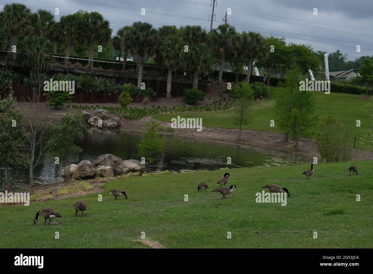 Canada geese beautiful bird photo hi-res stock photography and images ...