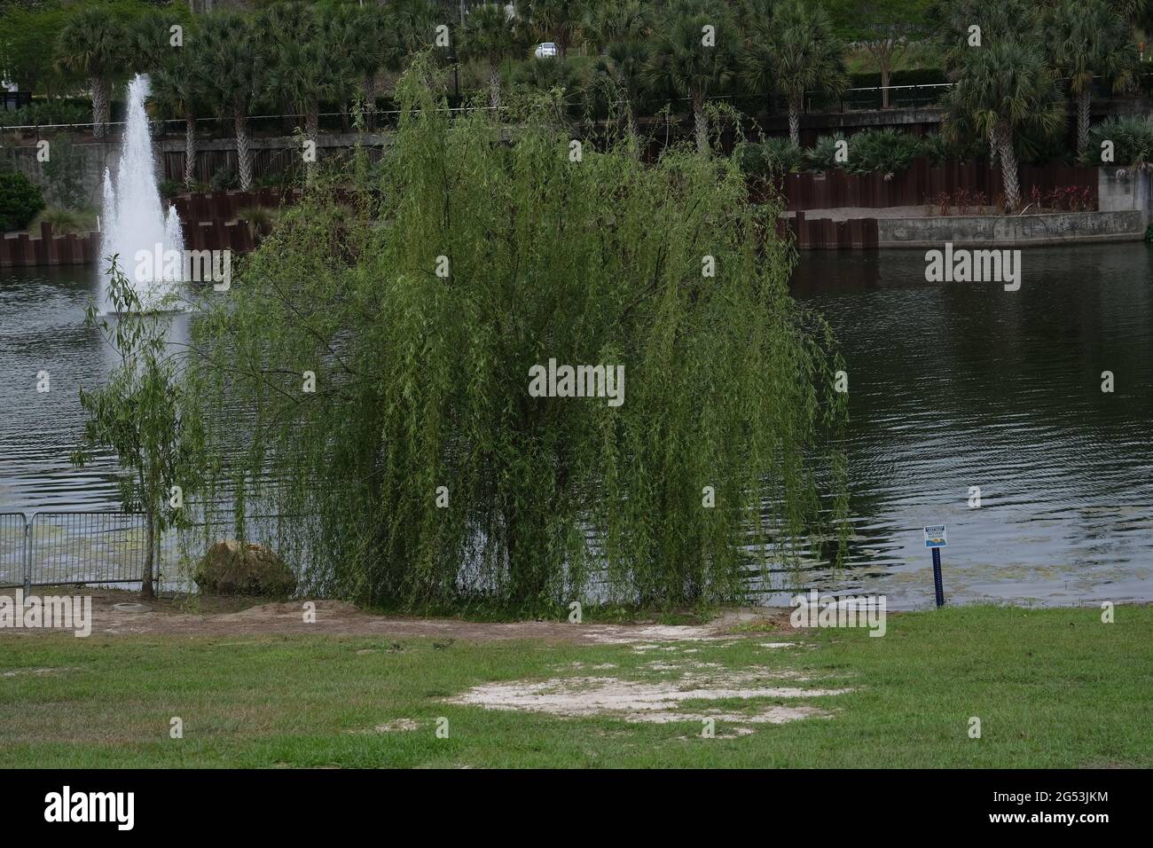 Babylon weeping willow with lake fountain feature in Cascade Park in ...