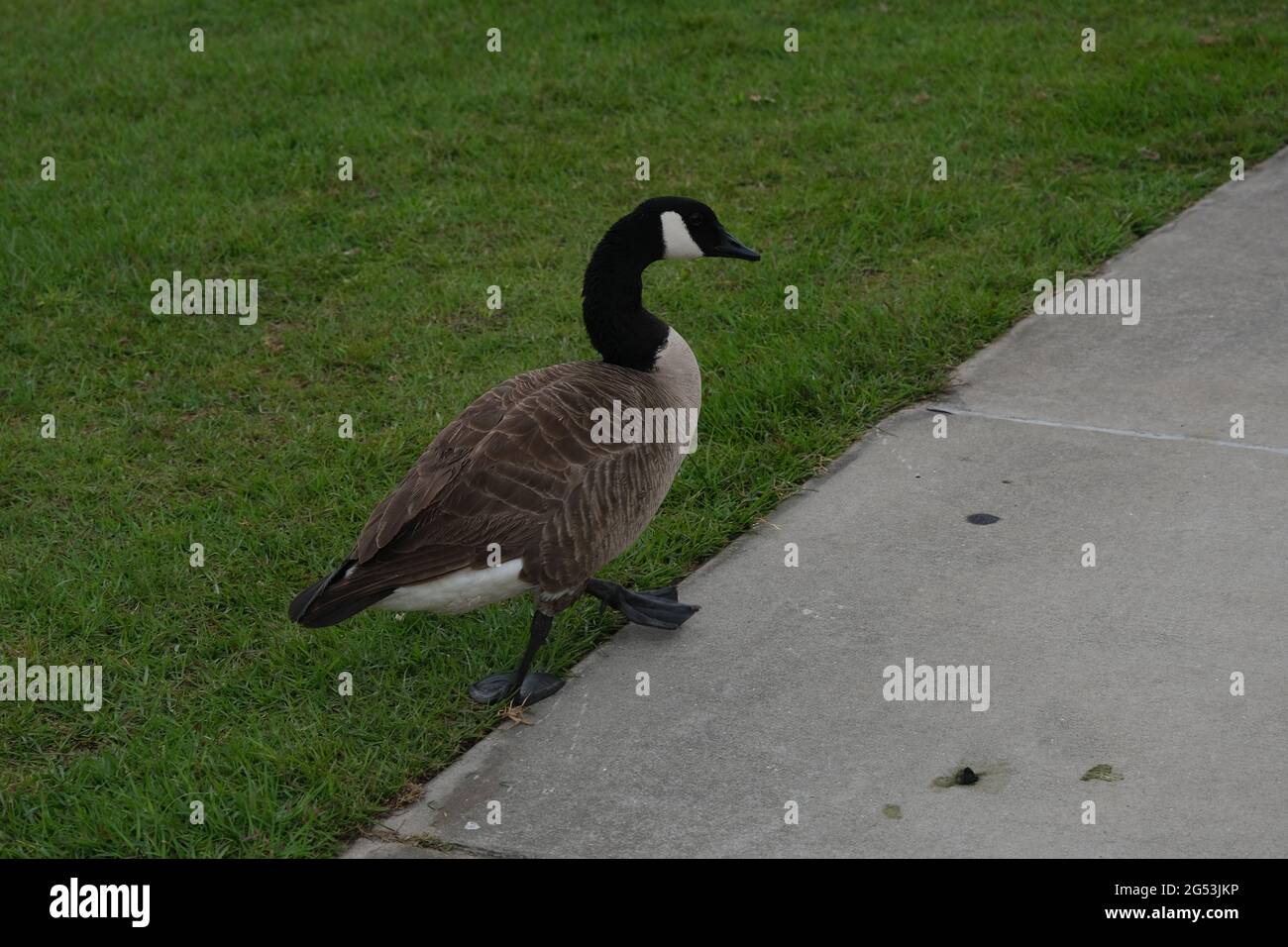 Goose stepping hi-res stock photography and images - Alamy