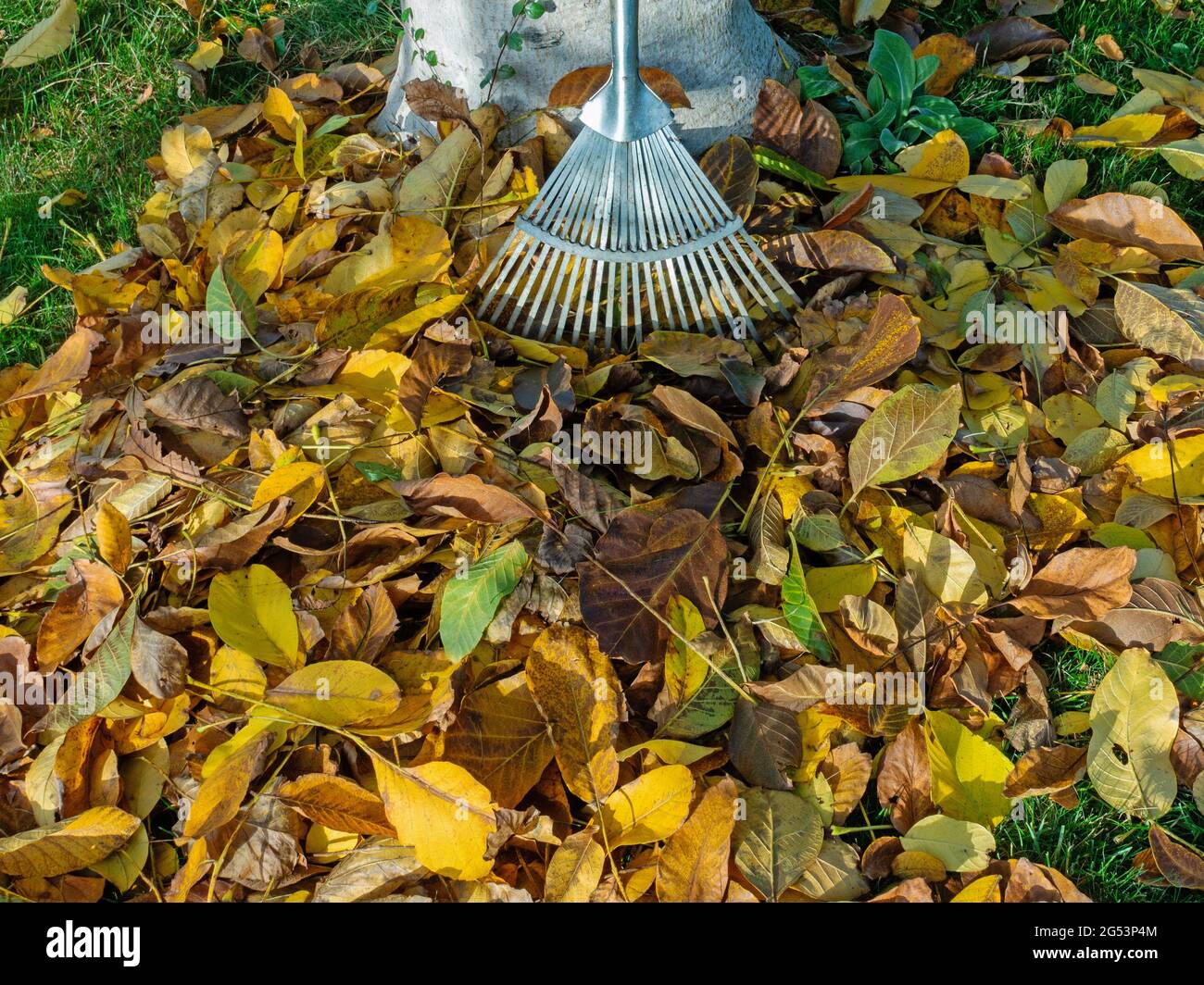 Leaf Rake High Resolution Stock Photography and Images - Alamy