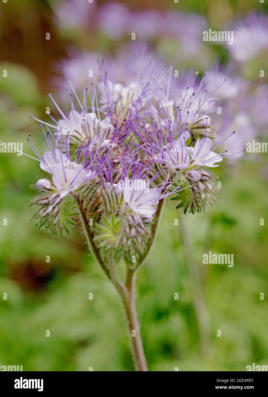 Flowering bee pasture, Phacelia, close-up Stock Photo - Alamy