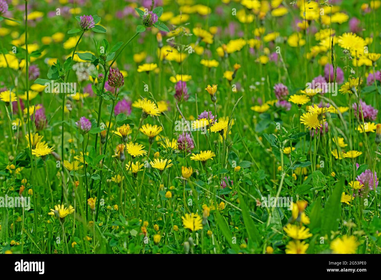Wildflower meadow with red clover and hawkweed Stock Photo - Alamy