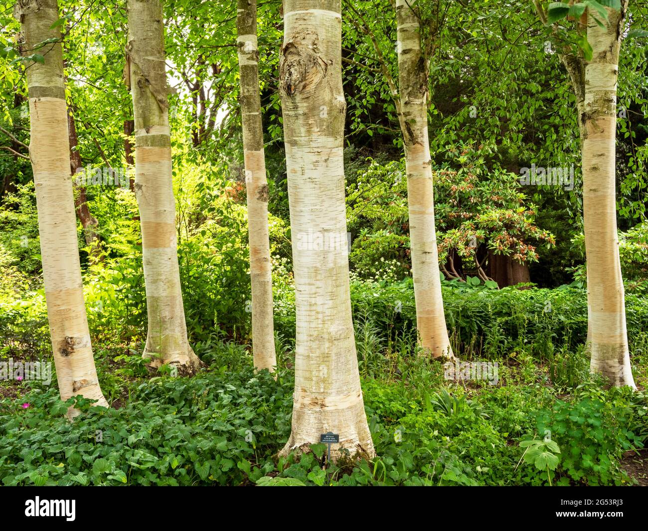 Himalayan birch tree hi-res stock photography and images - Alamy