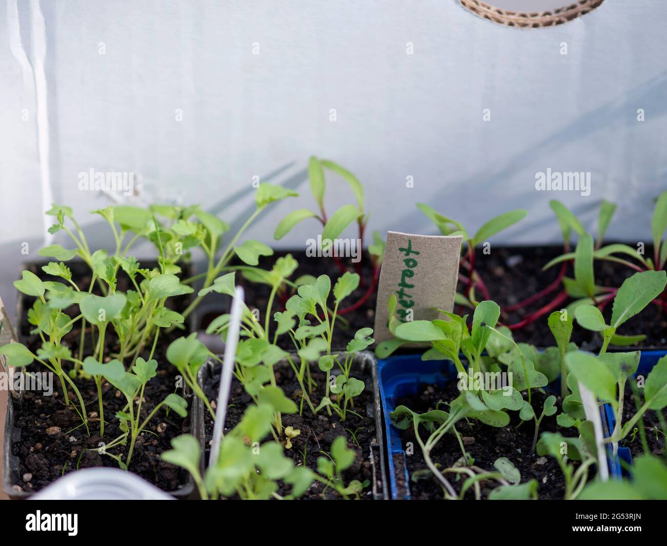 Beet Seedlings Falling Over