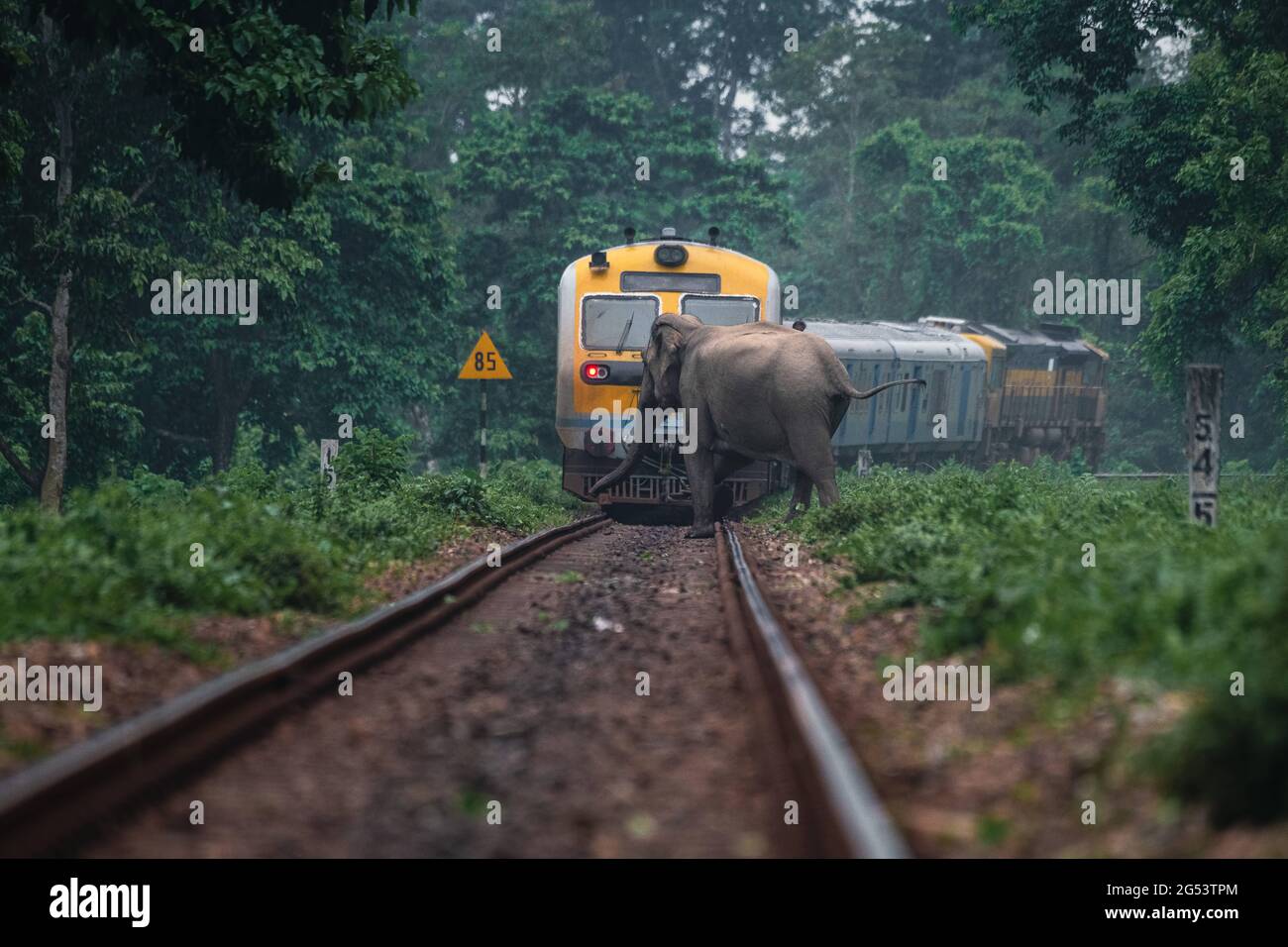The train came to a halt just inches away from the elephant. WEST ...