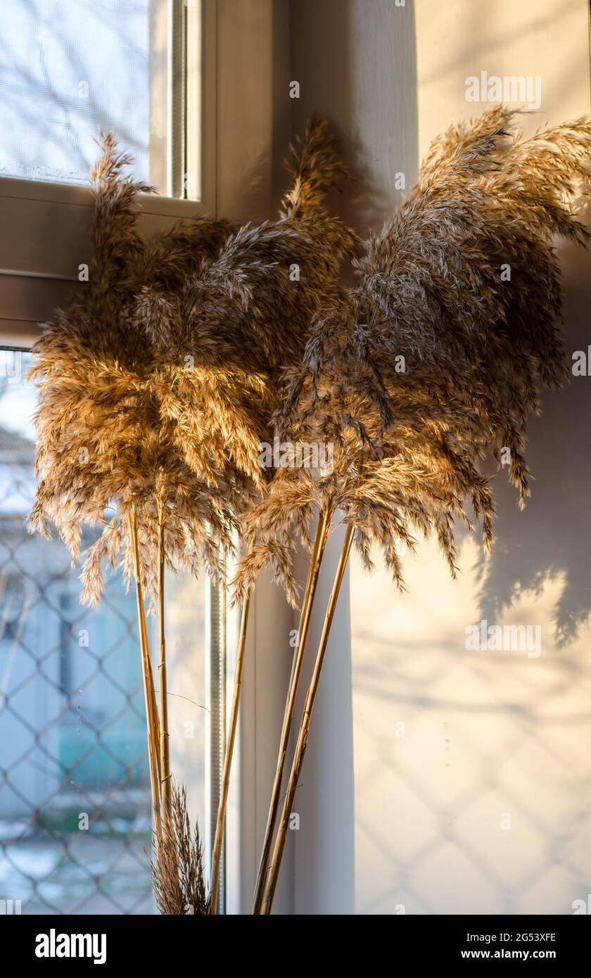 Reeds bouquet hi-res stock photography and images - Alamy