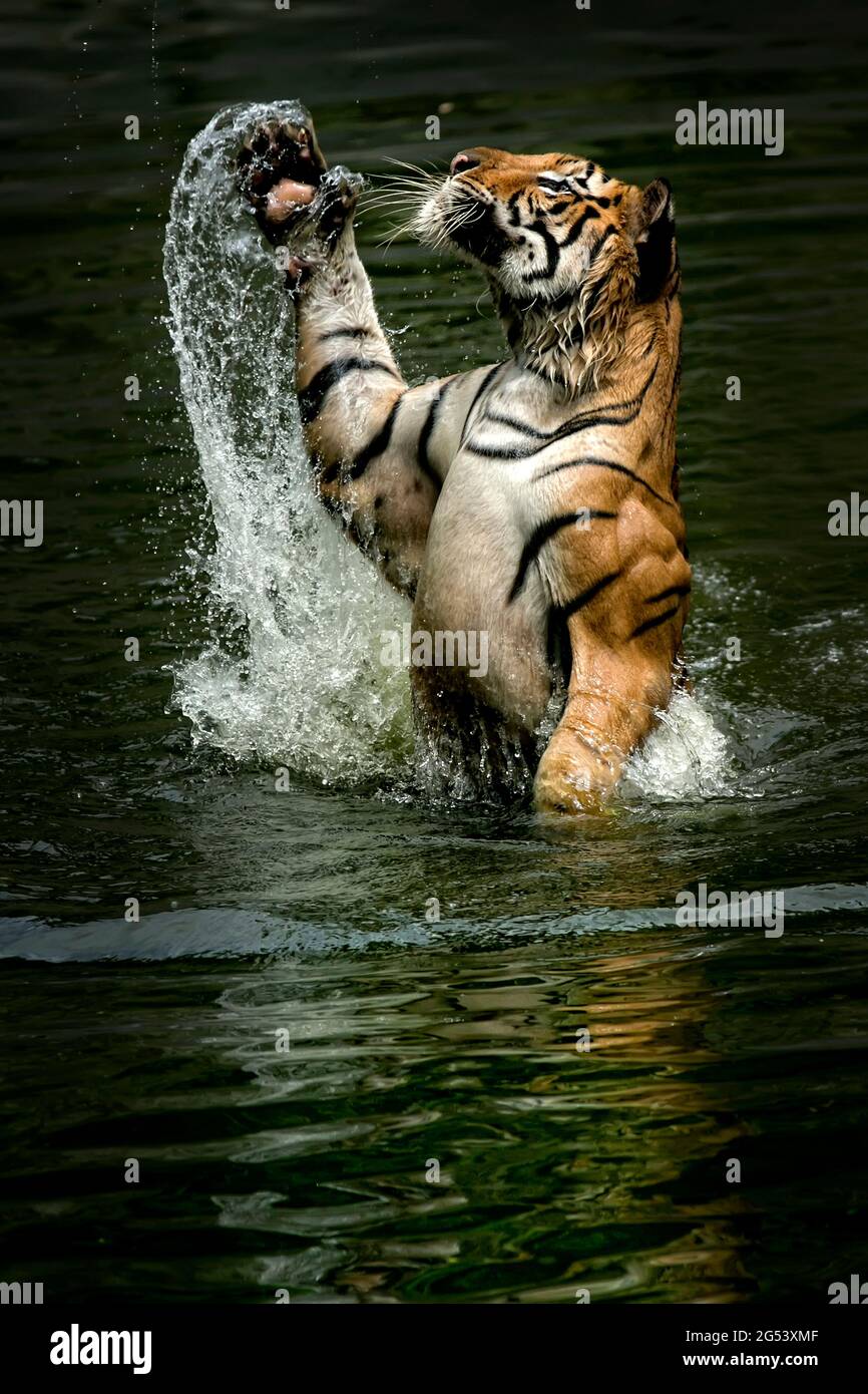 Water cascades off the tiger's rising paw. JAKARTA, INDONESIA: THIS ...