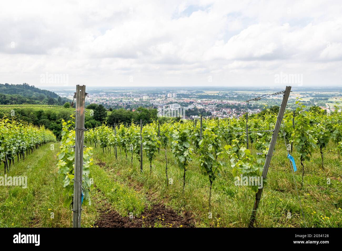 Vine field with Bensheim city in background, summer, germany Stock ...