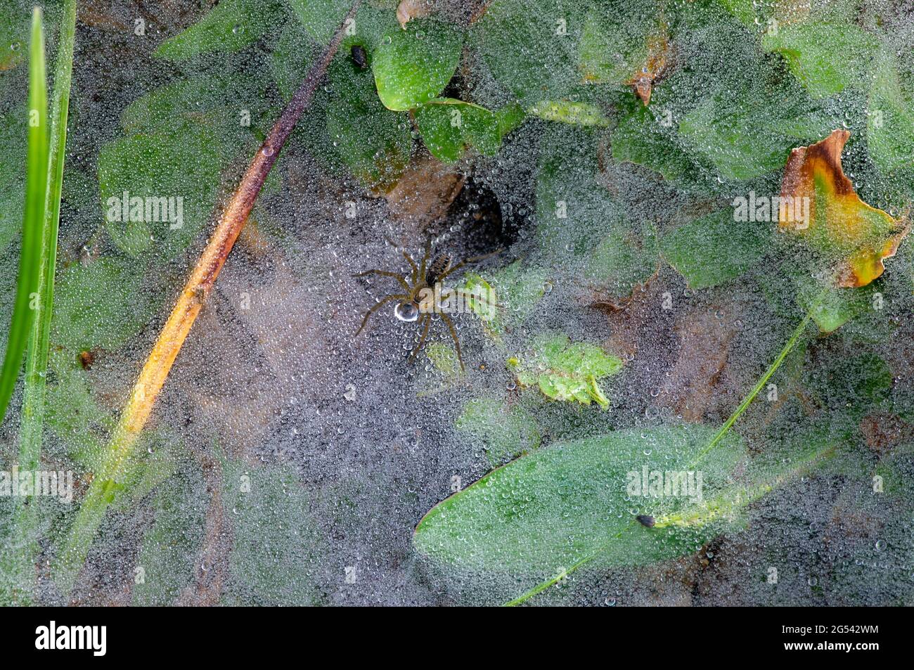 A small black spider on the grass with water drops from the morning dew ...