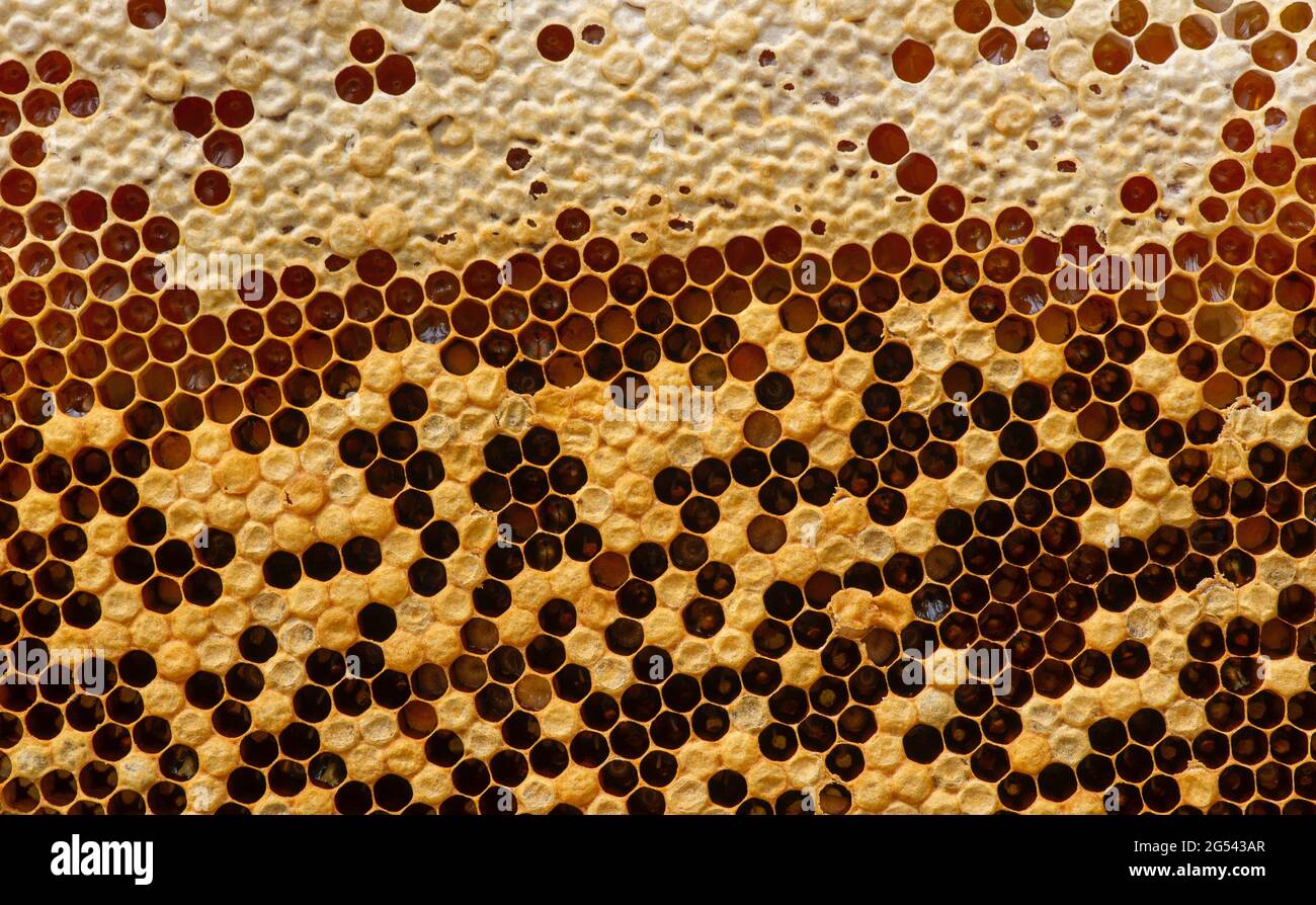 Honey bee nest, hives, from natural rain forest in Gunung Kidul ...