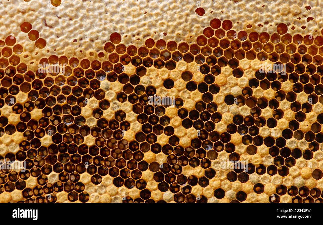 Honey bee nest, hives, from natural rain forest in Gunung Kidul ...