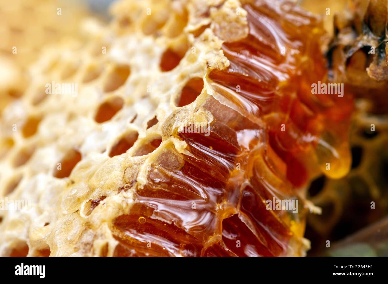 Close up of honey bee nest, hives, in shallow focus, from natural rain ...