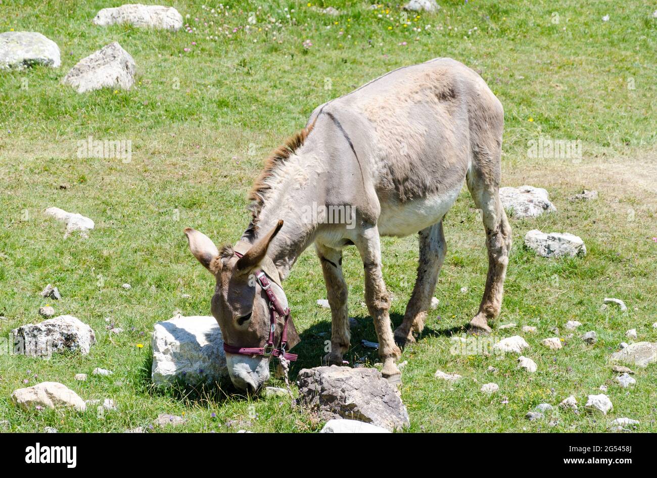 Donkey grazing grass in a meadow Stock Photo - Alamy