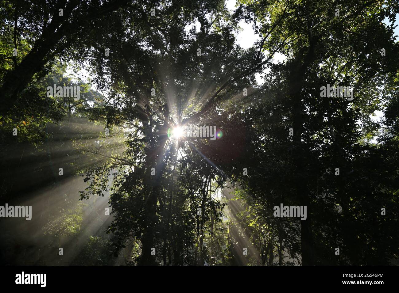 The forest of Parque El Chiflon de Chiapas, Mexico Stock Photo - Alamy