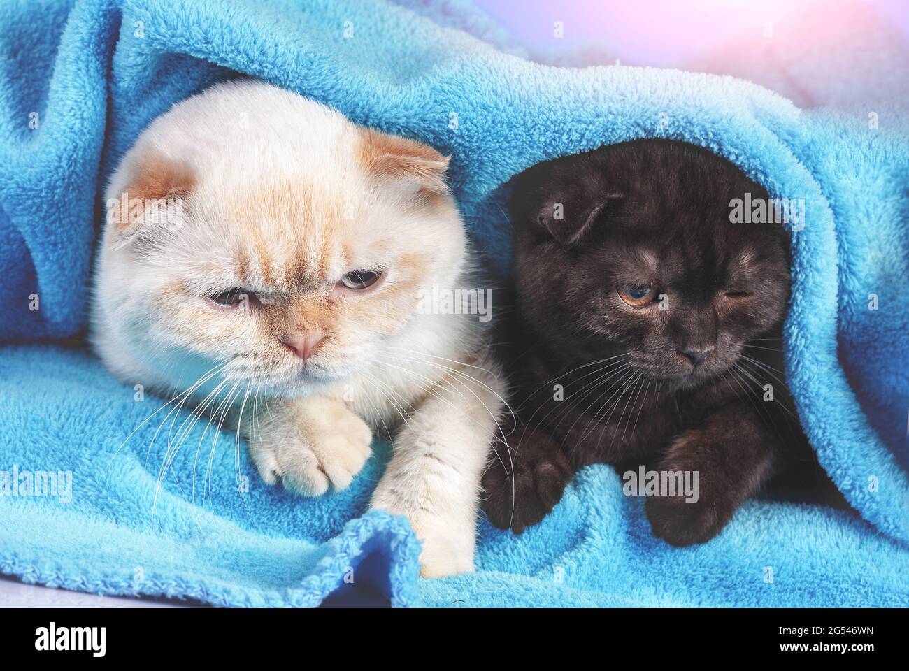 Two cute little kittens peeking out from under the soft warm blue ...