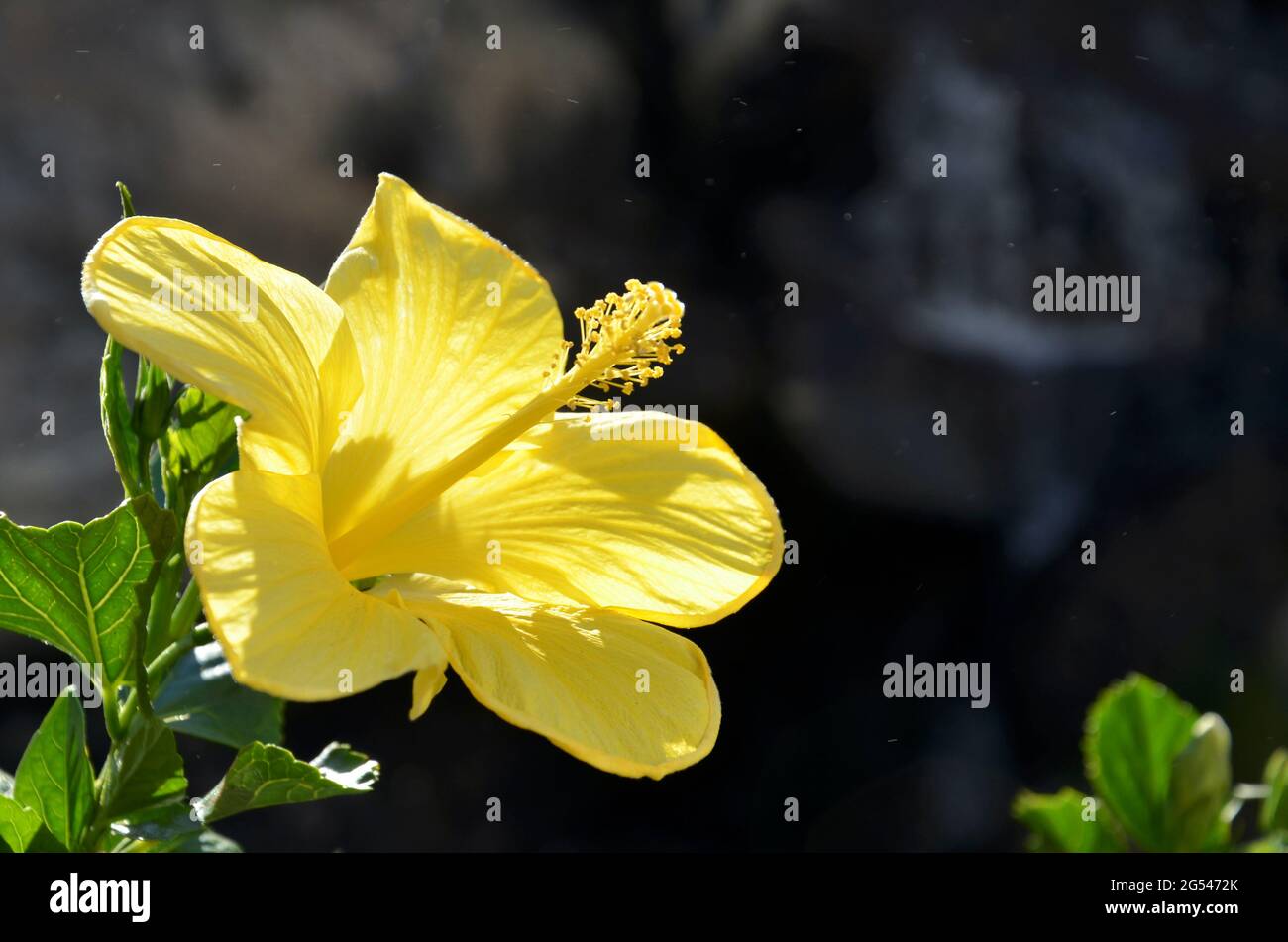 Hawaiian yellow hibiscus flowering in Oahu Stock Photo - Alamy