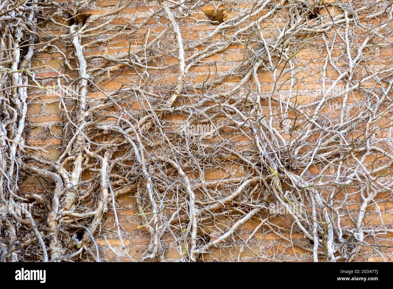 dead tree branches clinging to a wall Stock Photo - Alamy
