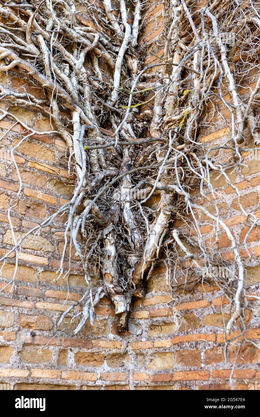 dead tree branches clinging to a wall Stock Photo - Alamy