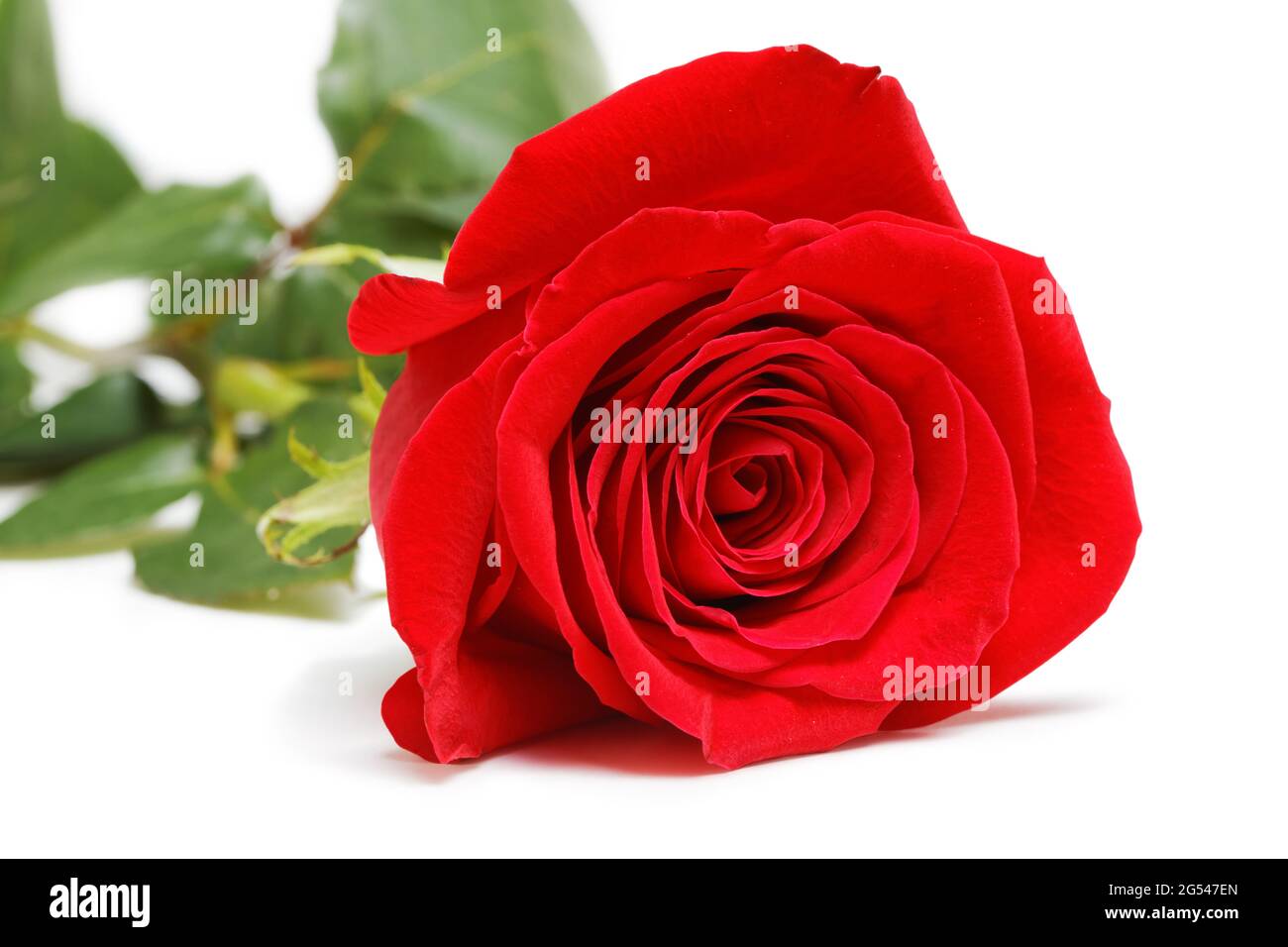 Single red rose isolated on white background. Selective focus Stock ...