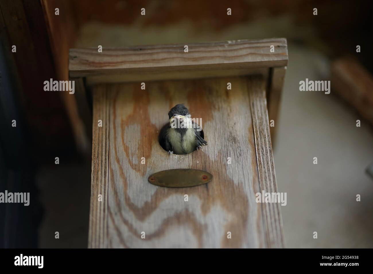Baby Black Tit (Parus Major) leaving the nest box Stock Photo - Alamy