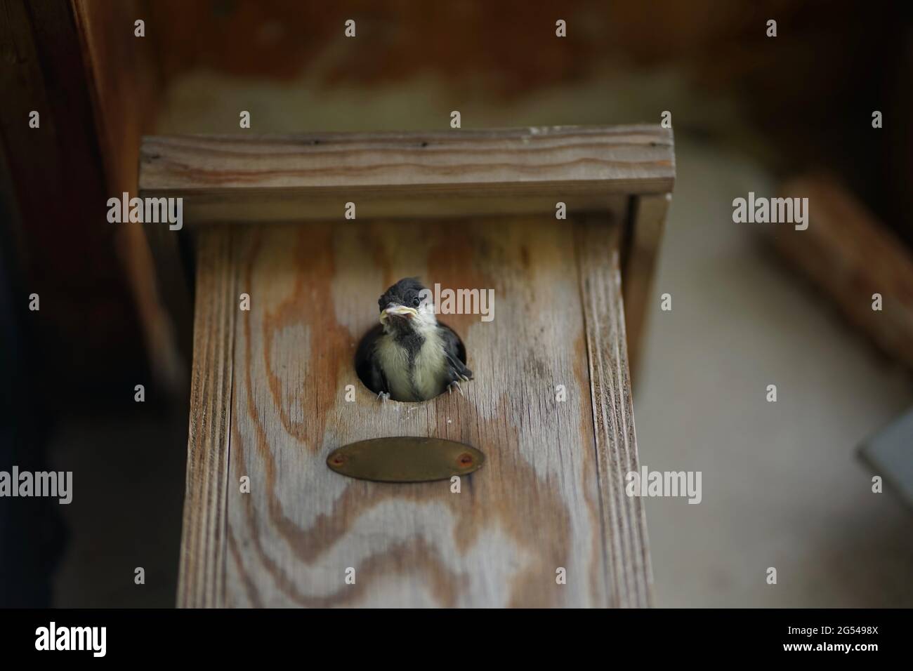 Baby Black Tit (Parus Major) leaving the nest box Stock Photo - Alamy
