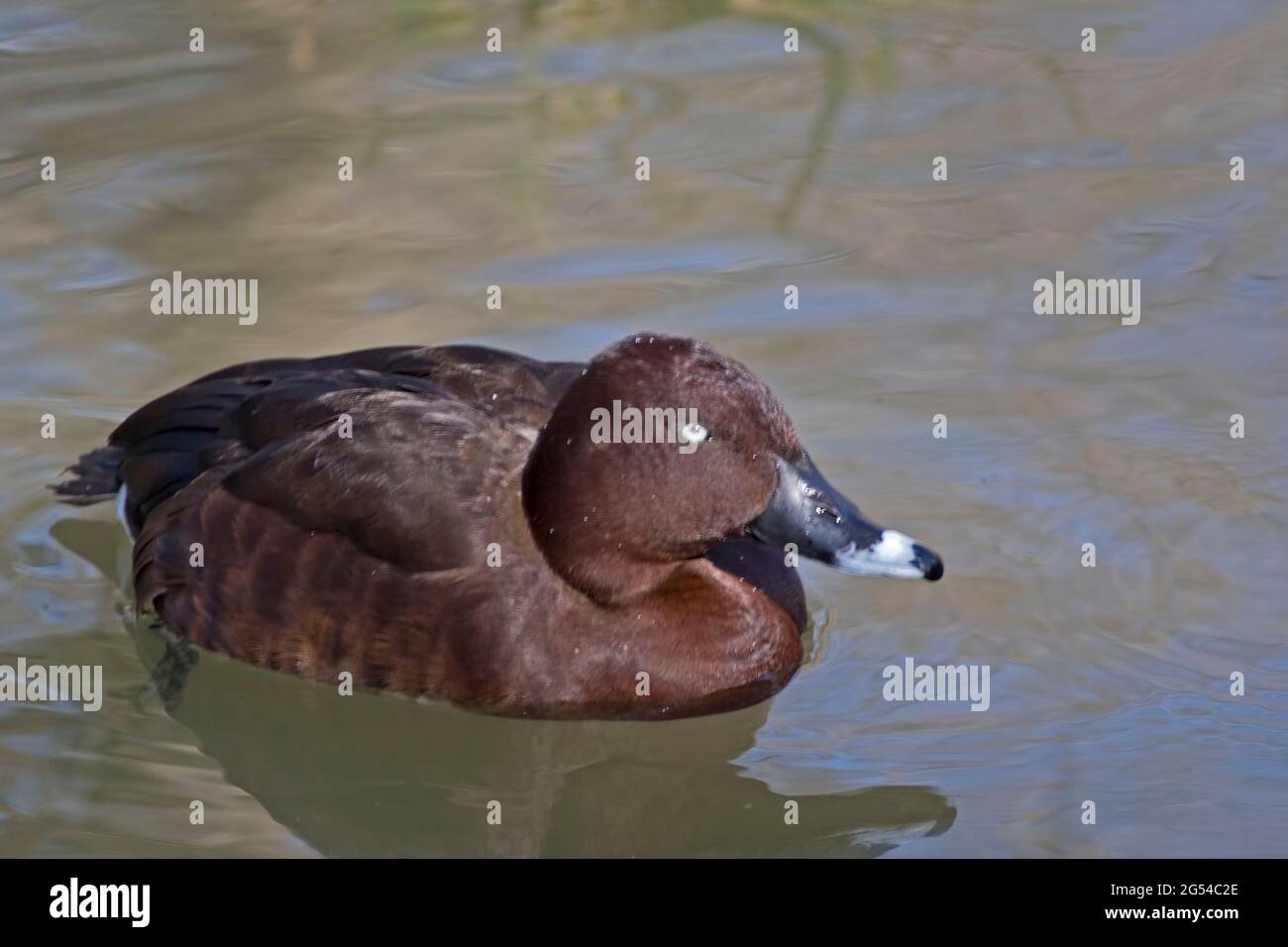 A Male Hardhead or White-eyed Duck, Aythya australis Stock Photo - Alamy