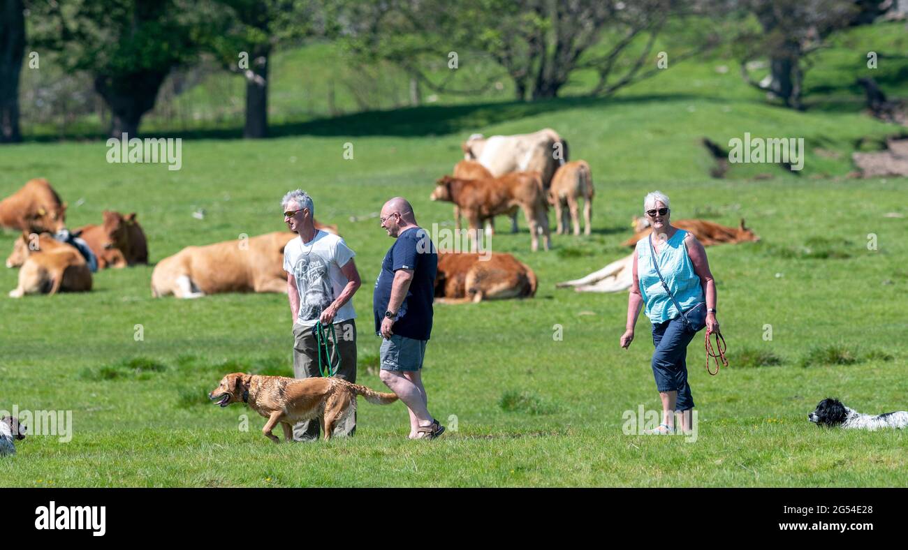 Walking dog cows hi-res stock photography and images - Alamy