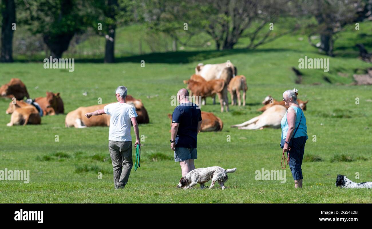 People walking dogs cows hi-res stock photography and images - Alamy
