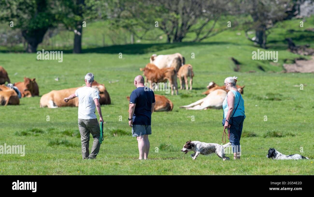 Walking dog cows hi-res stock photography and images - Alamy