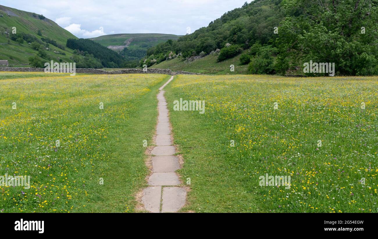 Footpath through wildflower meadows in Muker, Swaledale, North ...